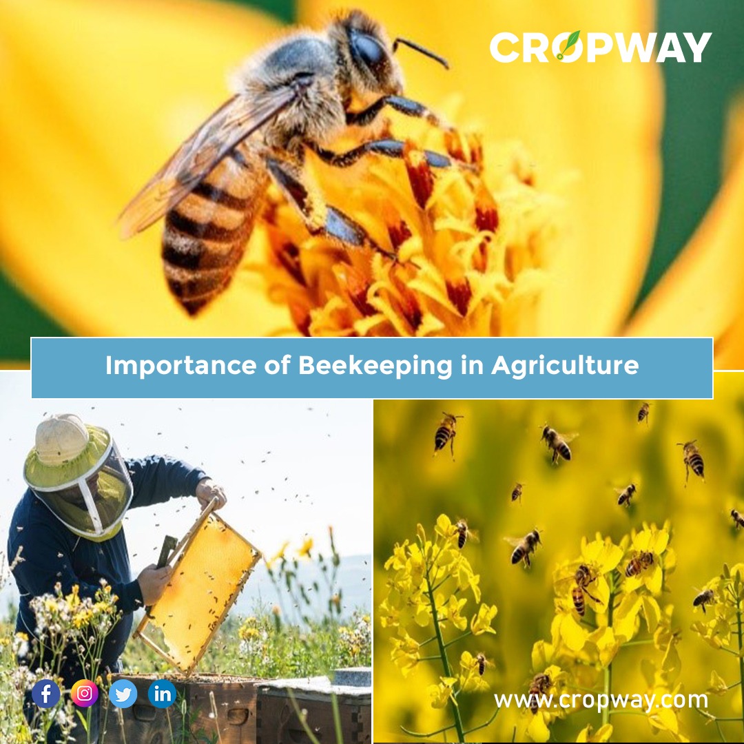 Why Bees are More Important in Agriculture - CROPWAY 2025