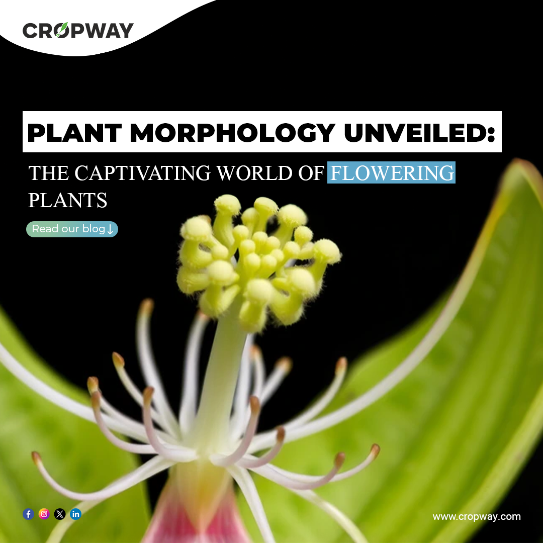 Plant Morphology Unveiled: The Captivating World of Flowering - CROPWAY ...